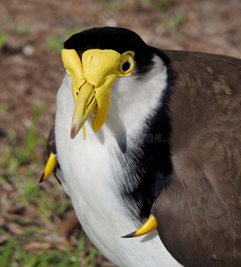 Spur winged plover stock photo. Image of birds, spur - 78092516