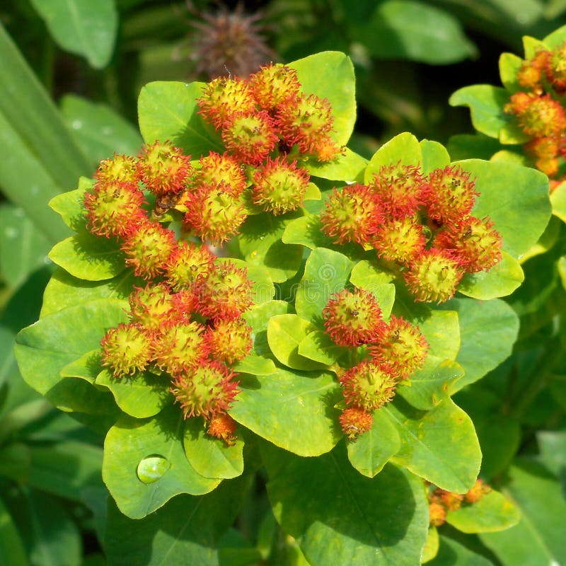 Spurge stock image. Image of spring, orange, flower, spurge - 94136799
