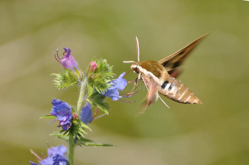 Spurge Hawk, Hyles Euphorbiae Stock Image - Image of lifes, euphorbiae ...