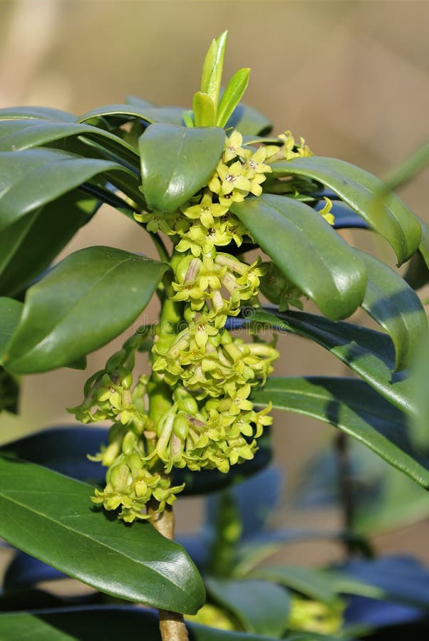 Spurge-laurel stock photo. Image of british, laurel, britain - 18414244