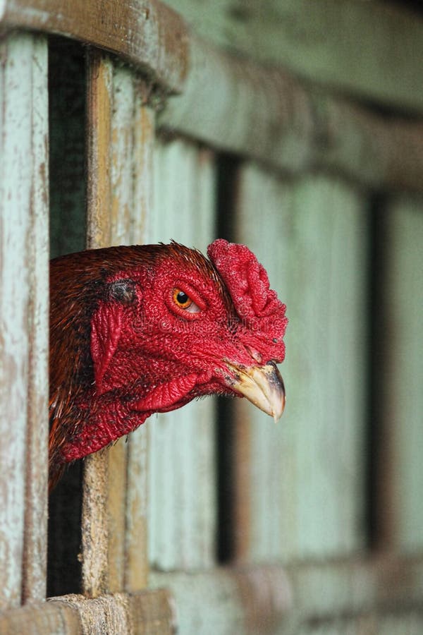 Spy Chicken Photos - Free & Royalty-Free Stock Photos from Dreamstime