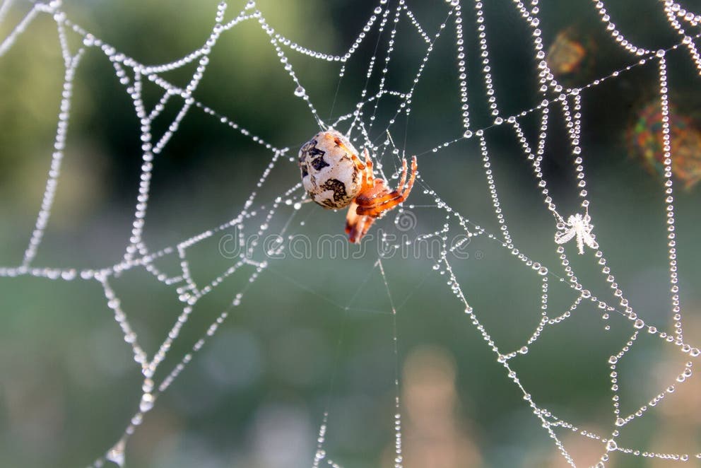 Spyder breakfast stock image. Image of victim, spyder - 75197063