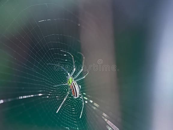 Spyder in the home stock photo. Image of spider, spyder - 229922054