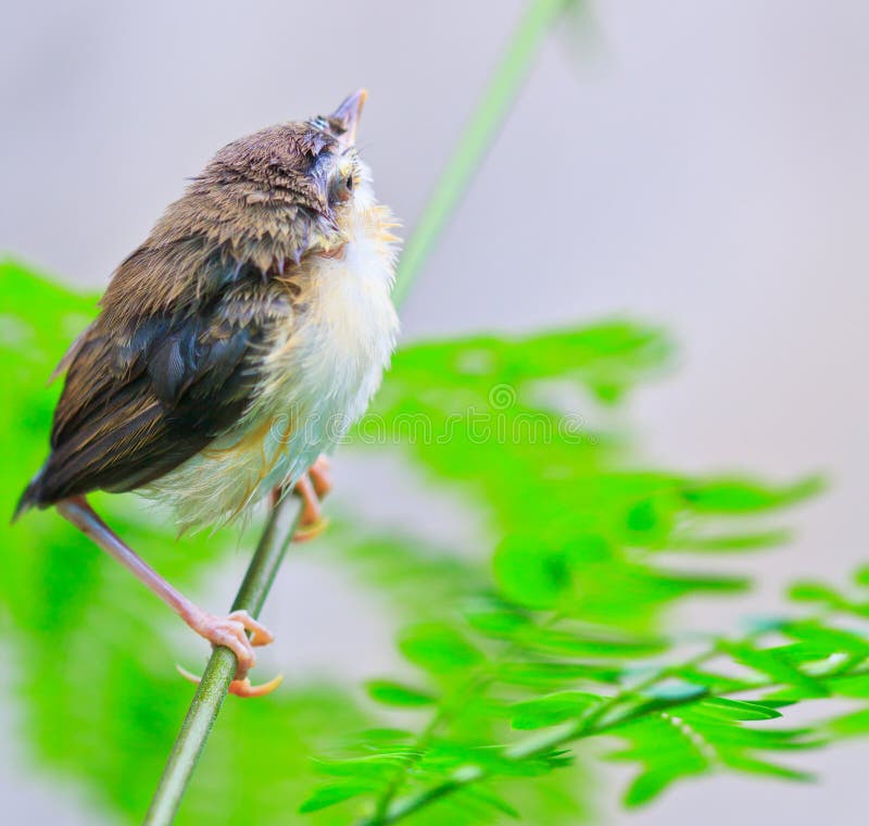 Squab learns to fly stock image. Image of avian, courteous - 36400941