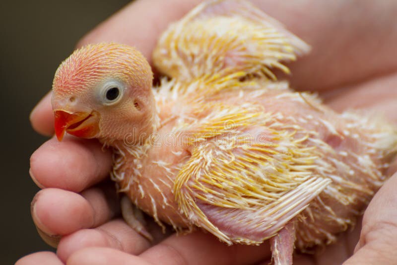 Squab lovebird stock image. Image of juvenile, nature - 46581281