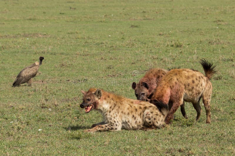 Squabbling Hyenas at a Kill Stock Photo - Image of fighting, wildlife ...