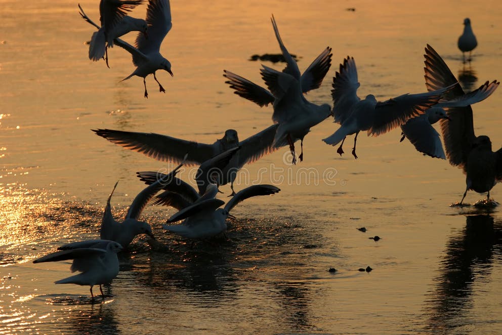 Squabbling Seagulls stock photo. Image of bird, splash, shadows - 46354