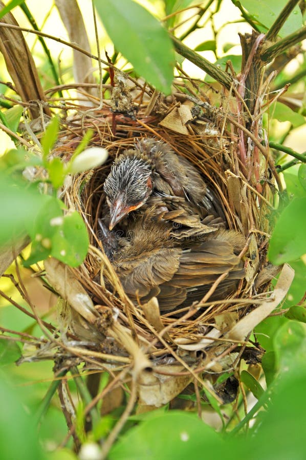 The squabs stock photo. Image of bird, macro, flapper - 39254732