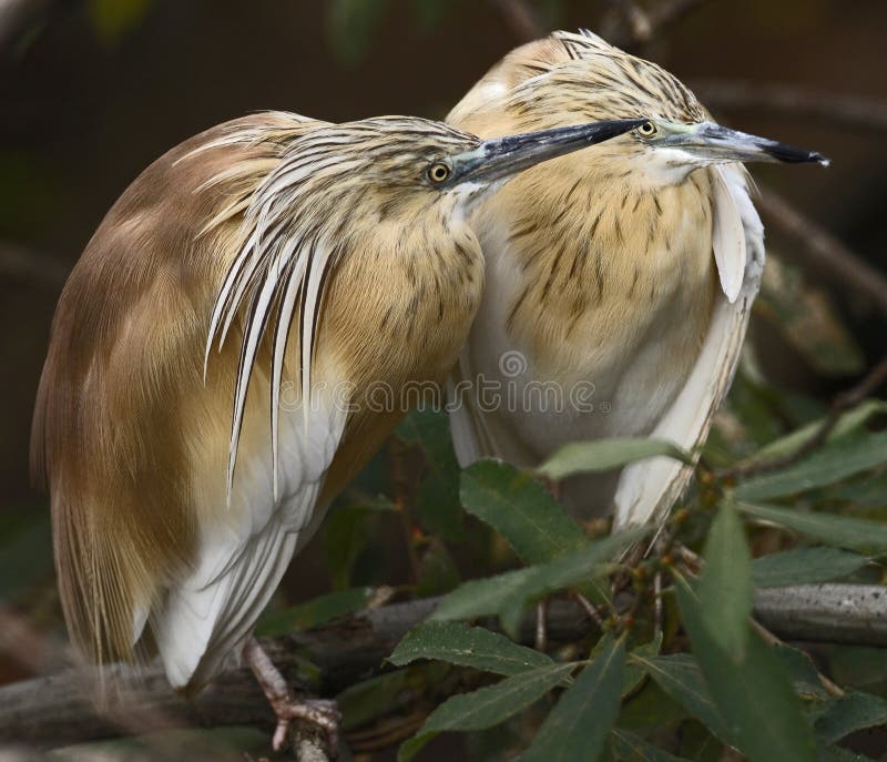 Squacco heron 2 stock photo. Image of bird, nature, wing - 22554360