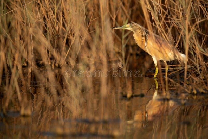 Squacco Heron Fishing at Asker Marsh, Bahrain Stock Photo - Image of ...