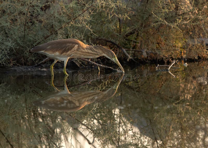 Squacco Heron Fishing at Asker Marsh, Bahrain Stock Image - Image of ...