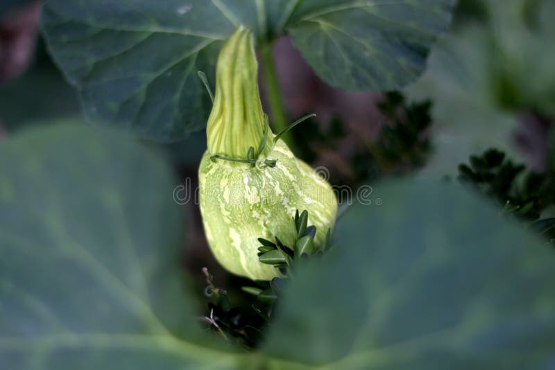 Unripe Butternut Squash Crop on Plant Stock Image - Image of ...