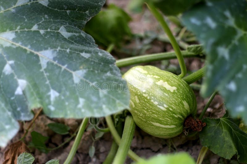 Unripe Butternut Squash Crop on Plant Stock Image - Image of ...