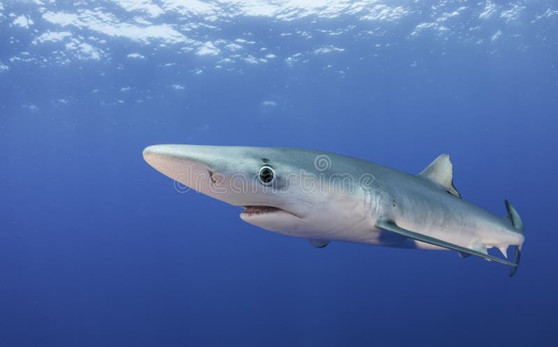 Squali blu fotografia stock. Immagine di acquatico, messo - 79901148