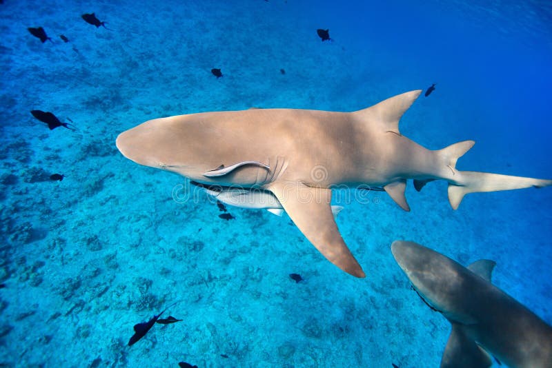 Squali di limone immagine stock. Immagine di selva, tahiti - 26303129