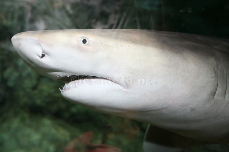 Uno Squalo Delle Sei Branchie Fotografia Stock - Immagine di saltwater ...