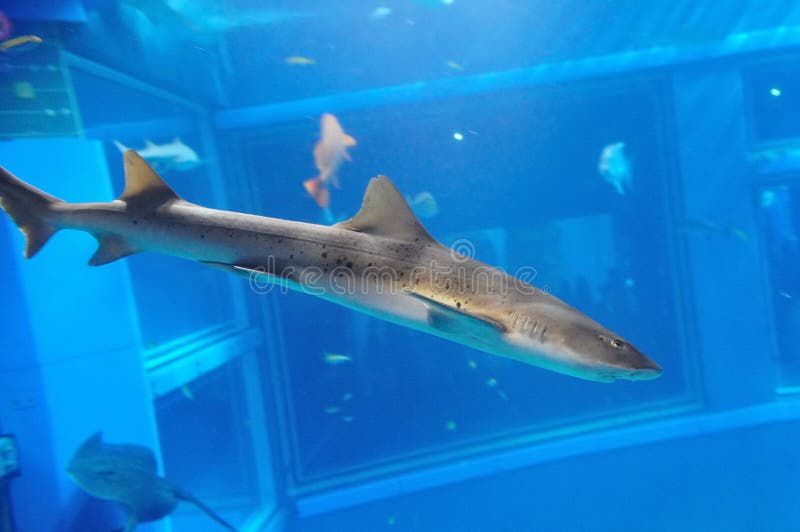 Squalo adulto della zebra immagine stock. Immagine di velocità - 19611121