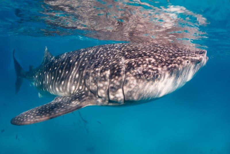 Filtro Dallo Squalo Balena Che Si Alimenta Alla Superficie Dell'oceano ...