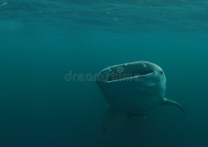 Squalo Balena D'alimentazione Fotografia Stock - Immagine di nuotata ...