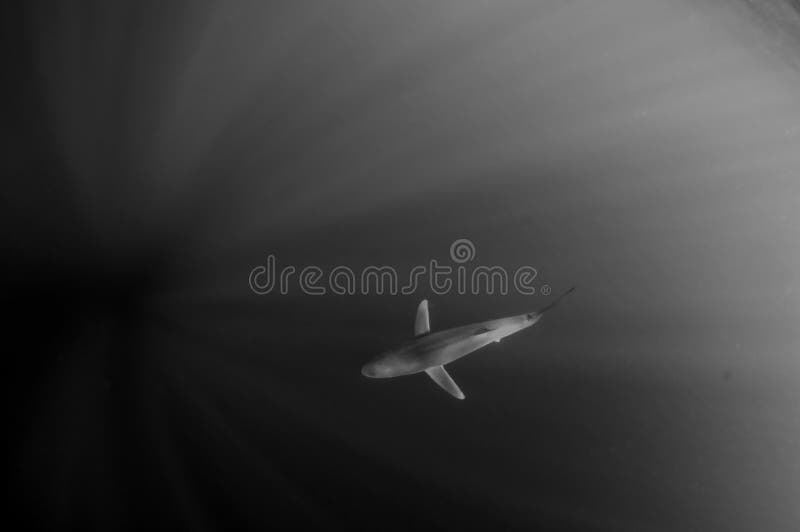 Squalo Blu E Fotografo Subacqueo Cornwall Prionace Glauca Fotografia ...