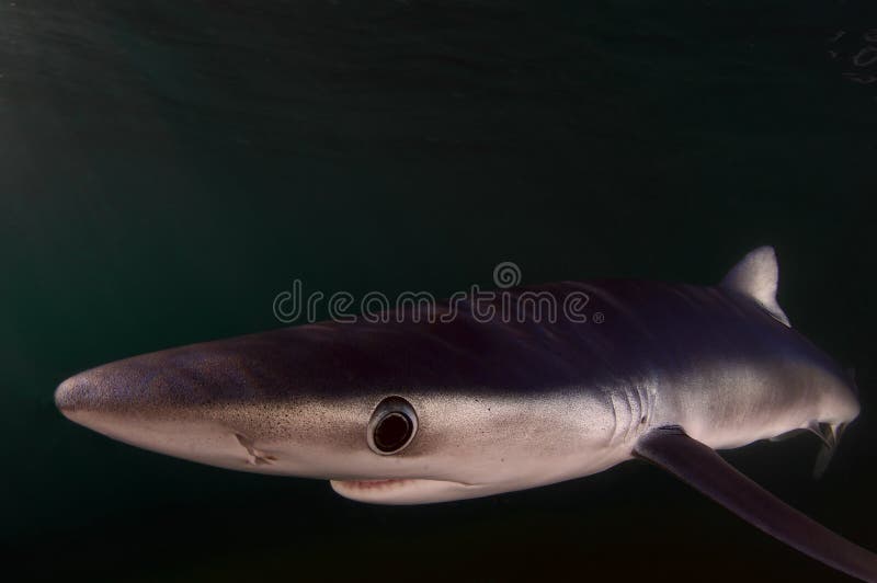 Squalo Blu, Cornovaglia Prionace Glauca Fotografia Stock - Immagine di ...