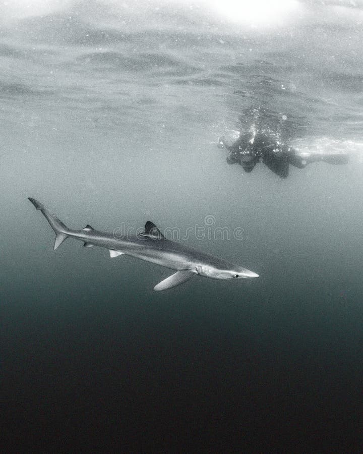 Squalo Blu E Fotografo Subacqueo Cornwall Prionace Glauca Fotografia ...