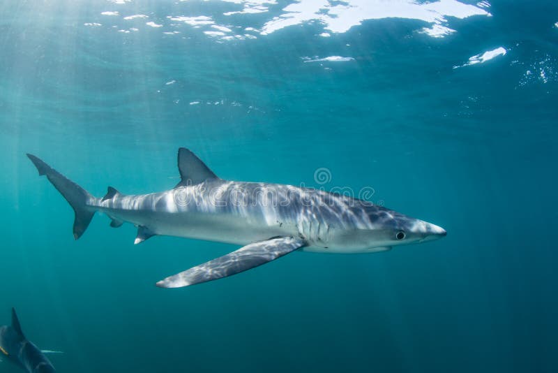 Squalo Blu Nell'Oceano Atlantico Fotografia Stock - Immagine di sano ...
