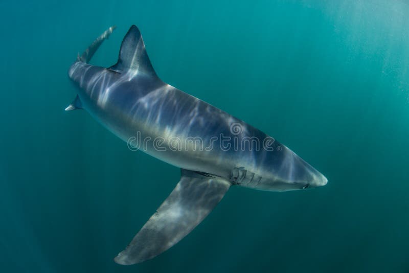 Squalo Blu, Cornovaglia Prionace Glauca Fotografia Stock - Immagine di ...