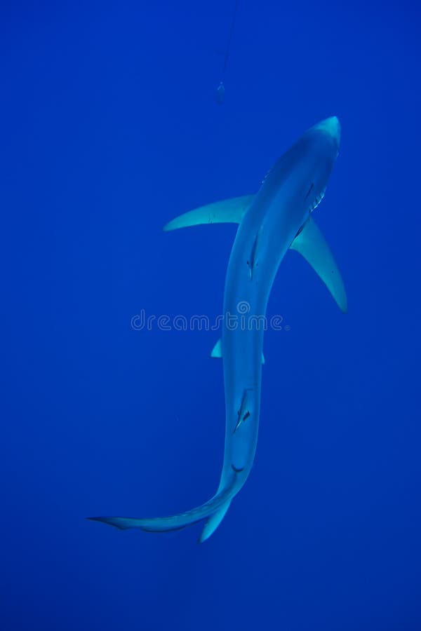 Squalo Blu (prionace Glauca) Immagine Stock - Immagine di atlantico ...