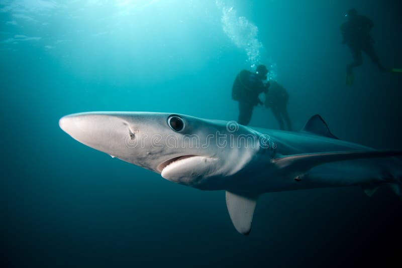 Squalo Blu, Prionace Glauca, L'Oceano Atlantico, Sudafrica Immagine ...