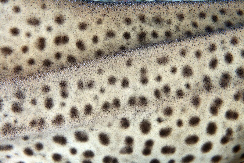 Pelle Dello Squalo, Museo Dello Squalo Di BjarnarhÃ¶fn in Islanda ...