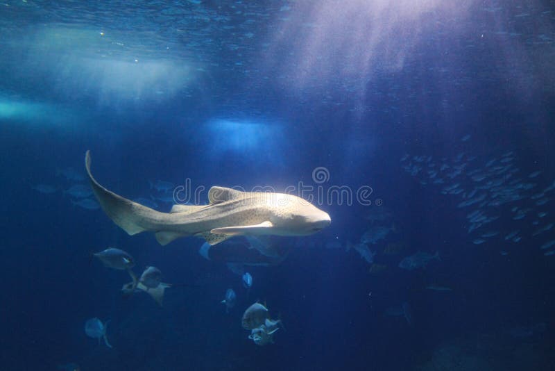Squalo della zebra fotografia stock. Immagine di galleggiante - 46539640