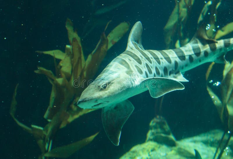 Squalo Della Zebra, Stegostoma Fasciatum Fotografia Stock - Immagine di ...