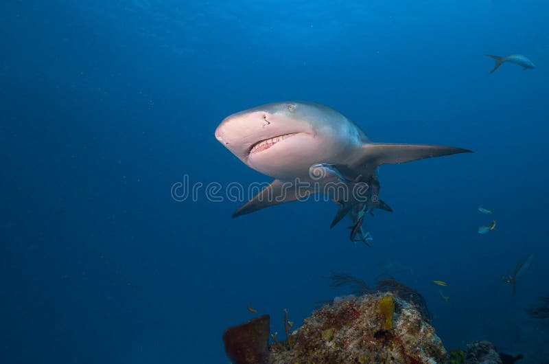 Squalo limone fotografia stock. Immagine di mascelle - 44808108