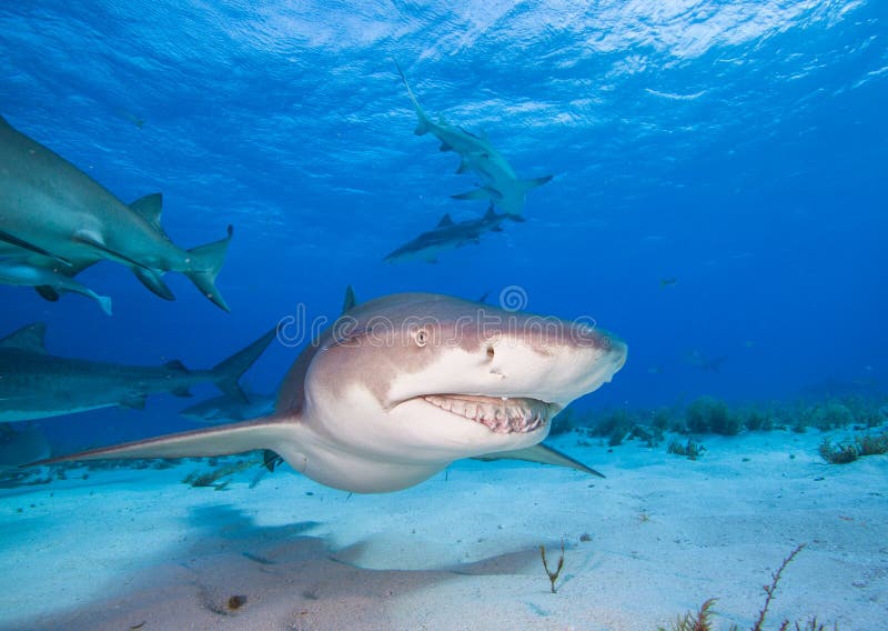 Squalo limone fotografia stock. Immagine di mascelle - 44808108