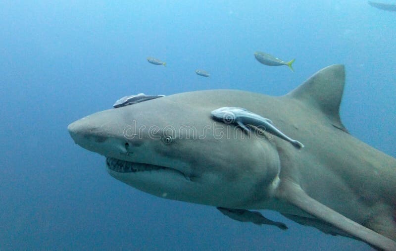 Squalo di limone fotografia stock. Immagine di squalo - 73983196