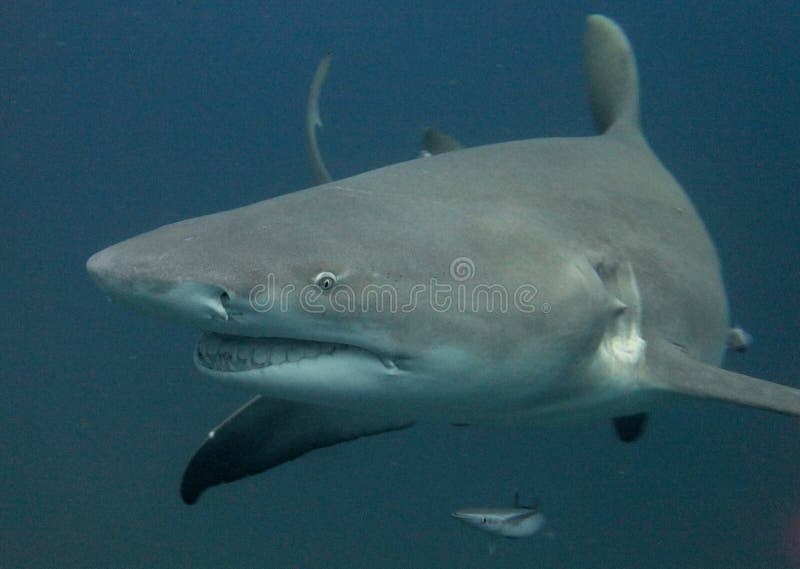 Squalo di limone fotografia stock. Immagine di squalo - 73983196