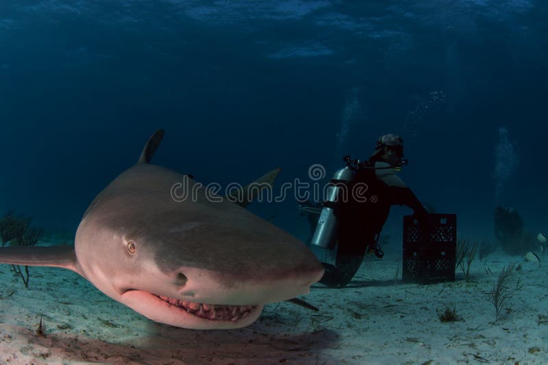 Squalo limone fotografia stock. Immagine di turismo, subacqueo - 22701828