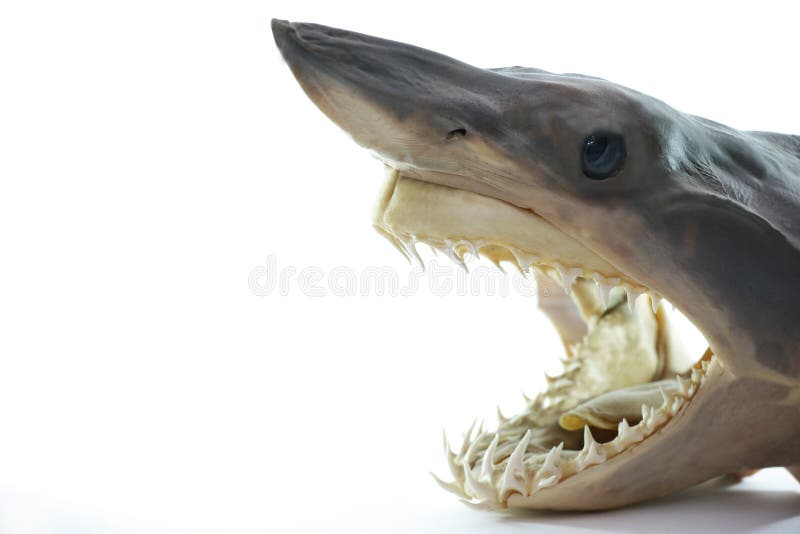 Denti dello squalo mako fotografia stock. Immagine di denti - 62712474