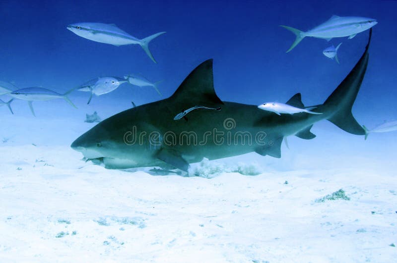 Squalo Di Toro D'alimentazione Fotografia Stock - Immagine di caraibico ...