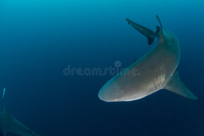 Squalo Toro Mentre Si Prepara Ad Attaccare Durante L'alimentazione ...