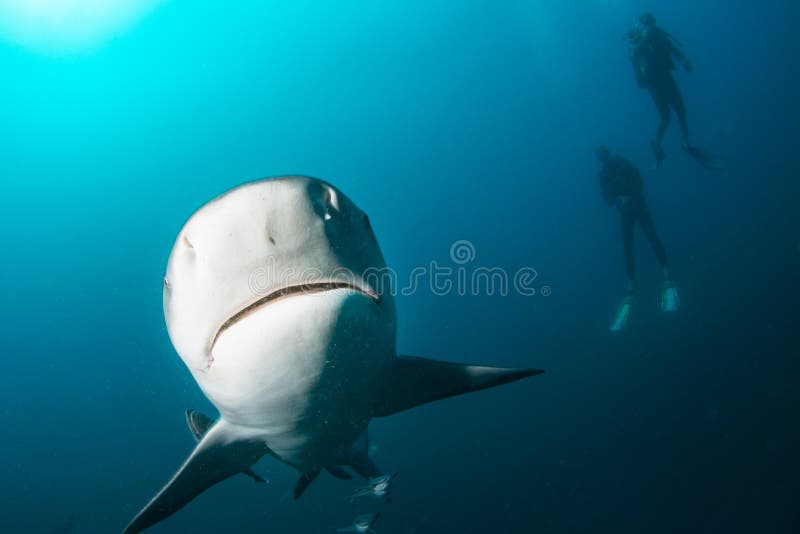 Squalo di toro gigante immagine stock. Immagine di pulitore - 72835369