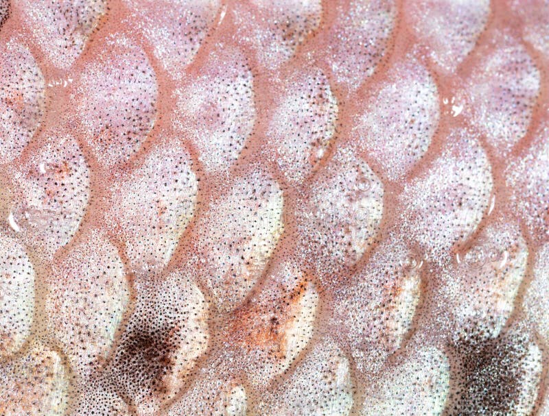 Squama Trout Fish As Abstract Background Stock Image - Image of fishing ...