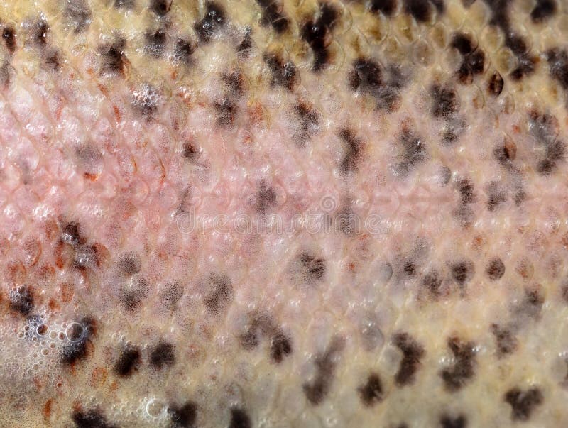 Squama Trout Fish As Abstract Background Stock Image - Image of skin ...