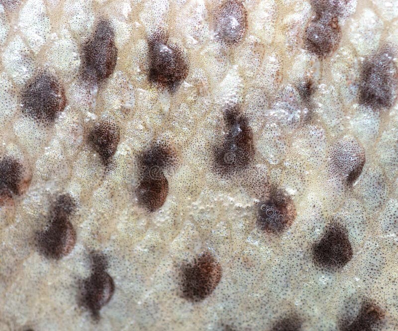 Squama Trout Fish As Abstract Background Stock Photo - Image of fishing ...