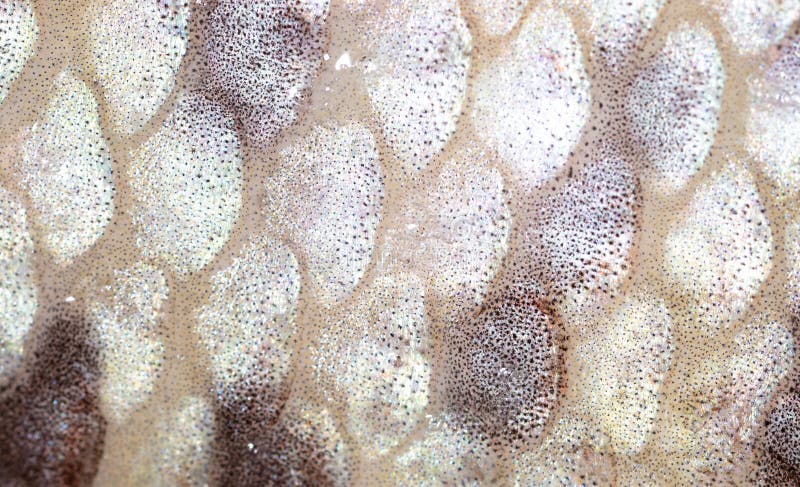 Squama Trout Fish As Abstract Background Stock Image - Image of silver ...