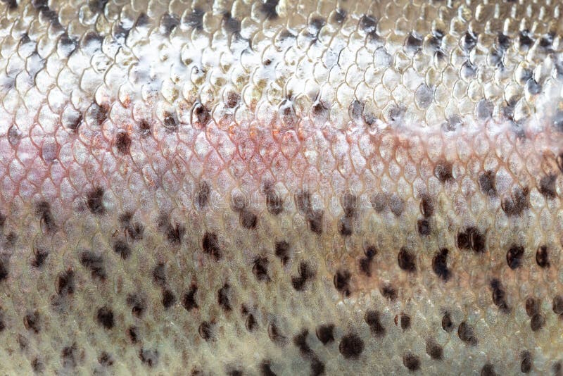Squama Trout Fish As Abstract Background Stock Image - Image of pattern ...