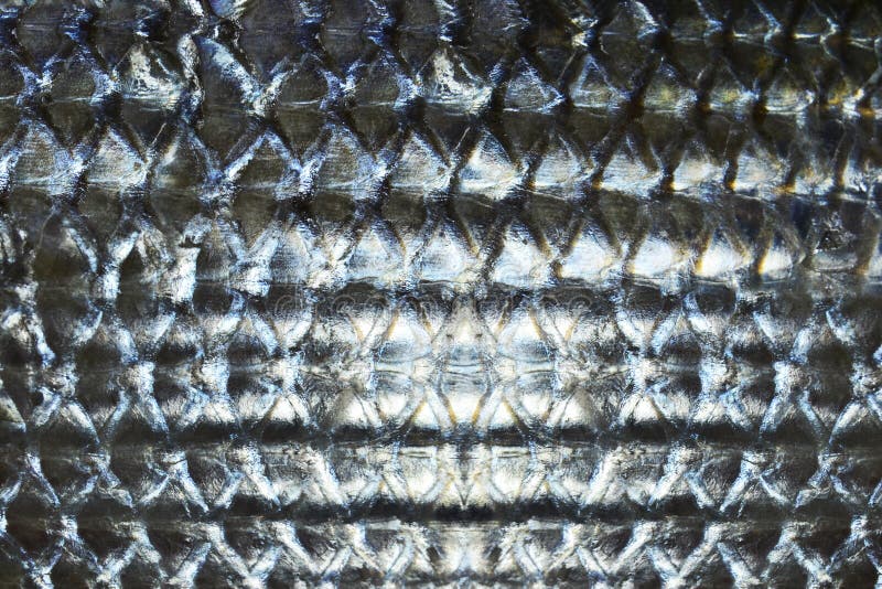 Squame fotografia stock. Immagine di oggetto, nave, salmoni - 30303068