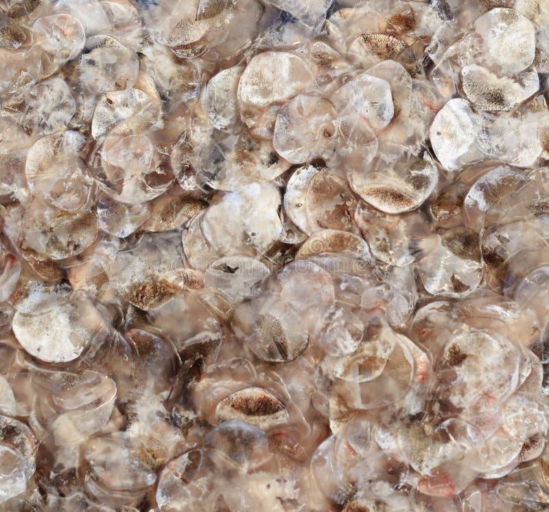 502 Squame Foto - Foto Stock Gratis e Royalty-Free da Dreamstime