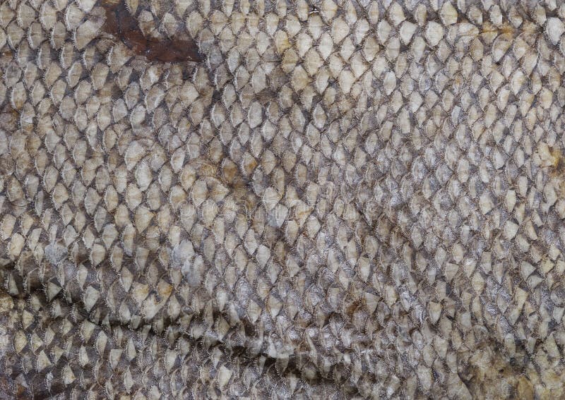 502 Squame Foto - Foto Stock Gratis e Royalty-Free da Dreamstime